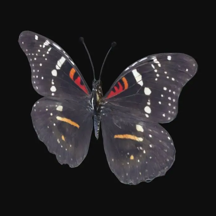 Butterfly 3D Models for Free Download - Meshy