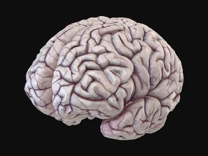 Free Brain 3D Models - Download Instantly | Meshy