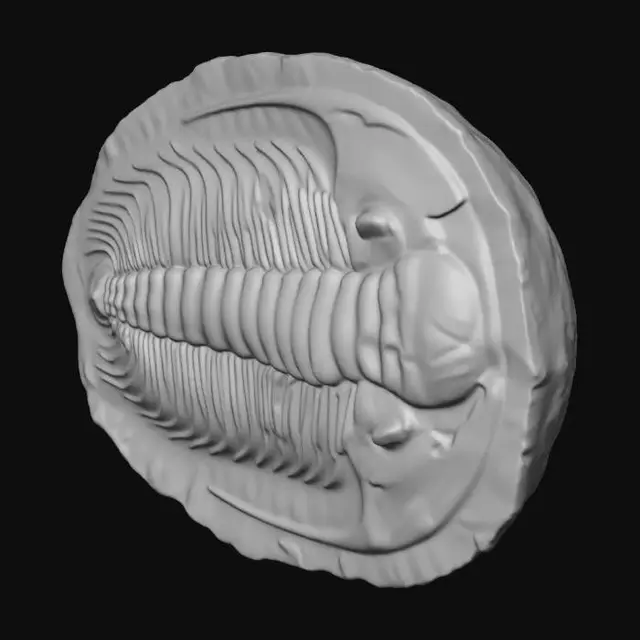 Free Fossil 3D Models - Download Instantly | Meshy